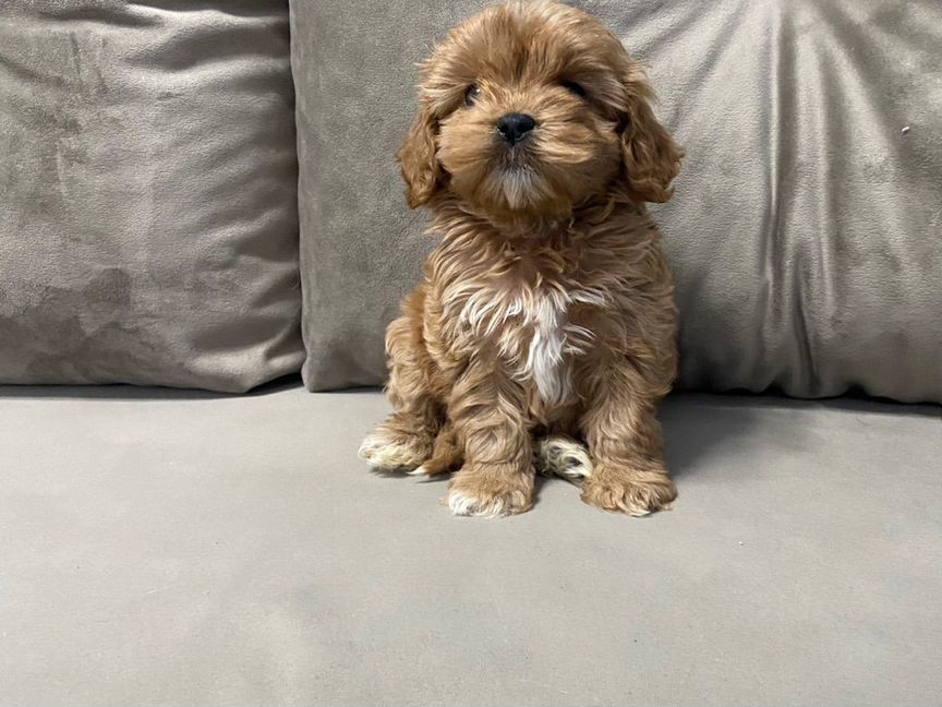 Мальтипу супер мини