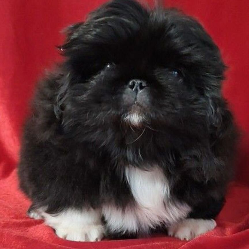 Пекинес, щенок