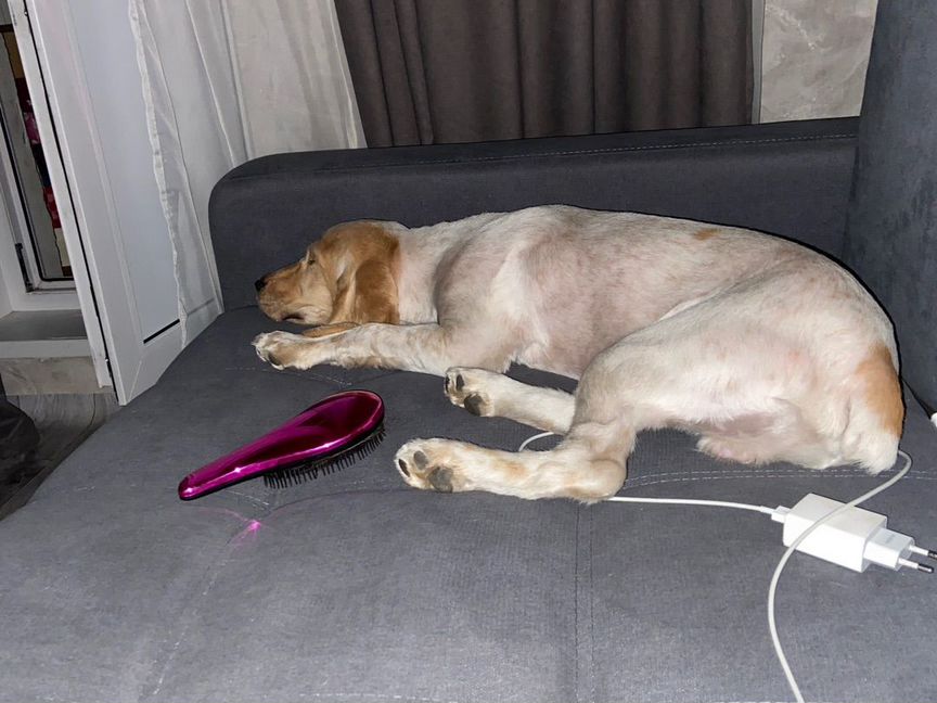 Англиский кокер спаниель