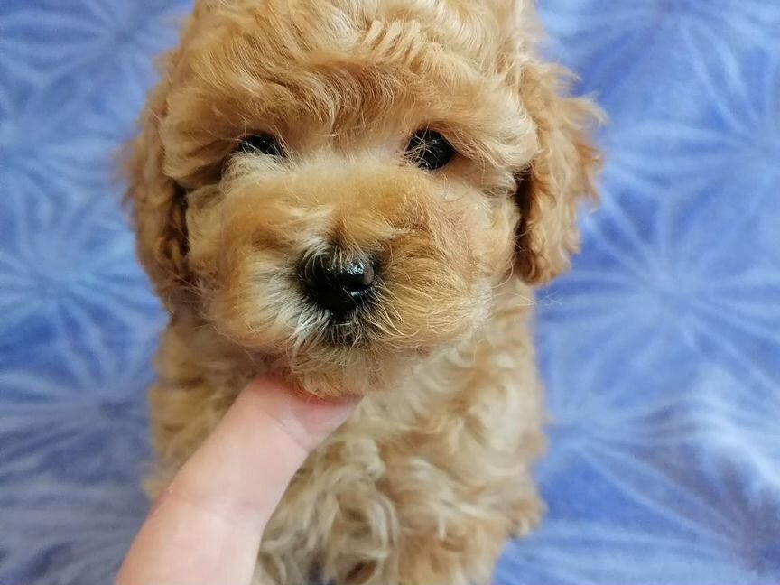 Мальтипу ф2