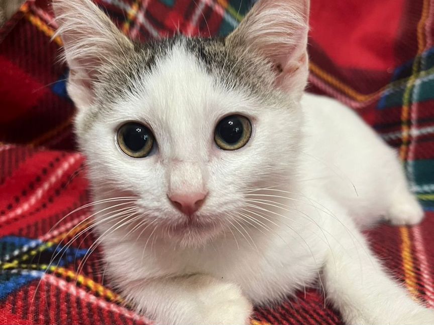 Котенок белка, в добрые руки