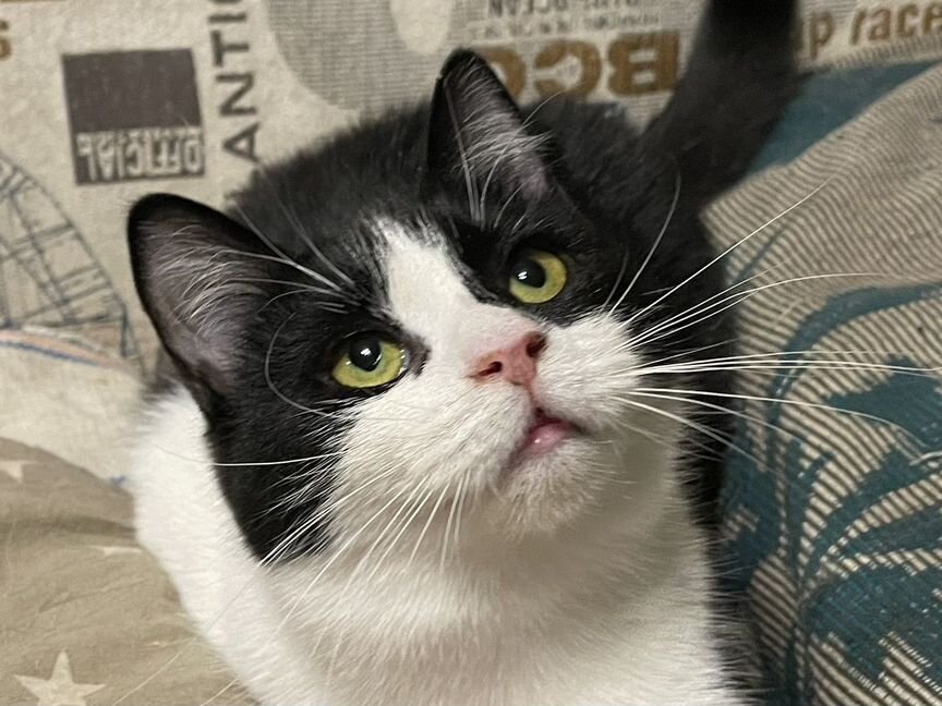 Кошка 5 мес в добрые руки бесплатно