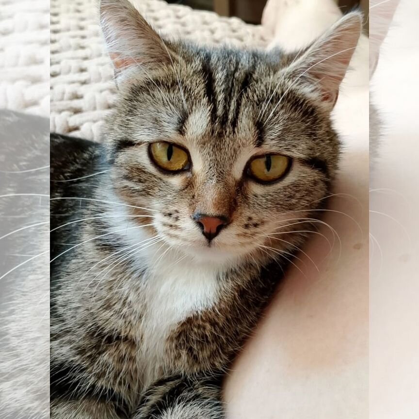 Взрослая, Девочка кошка в добрые руки