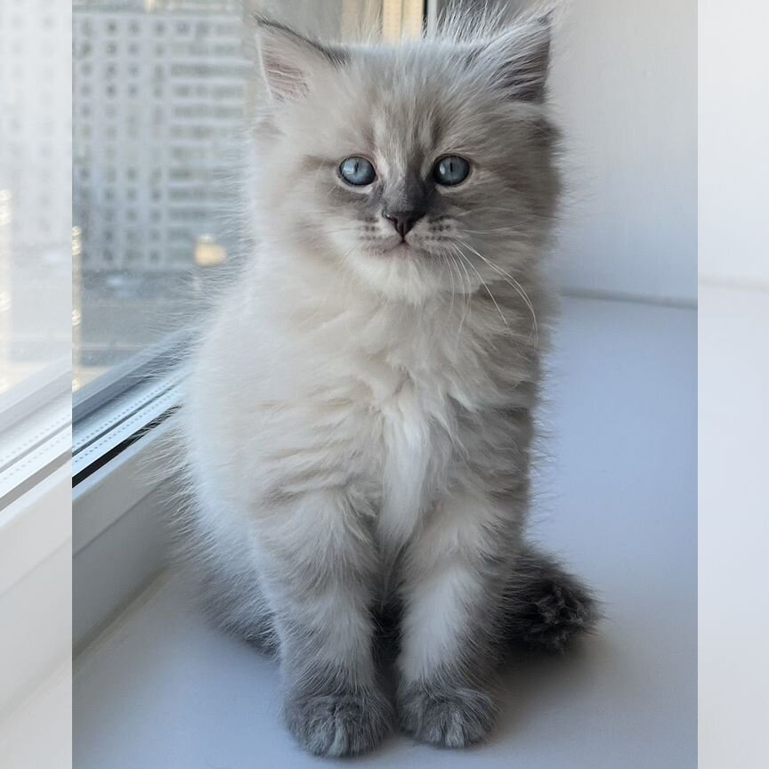 Невский маскарадный котёнок