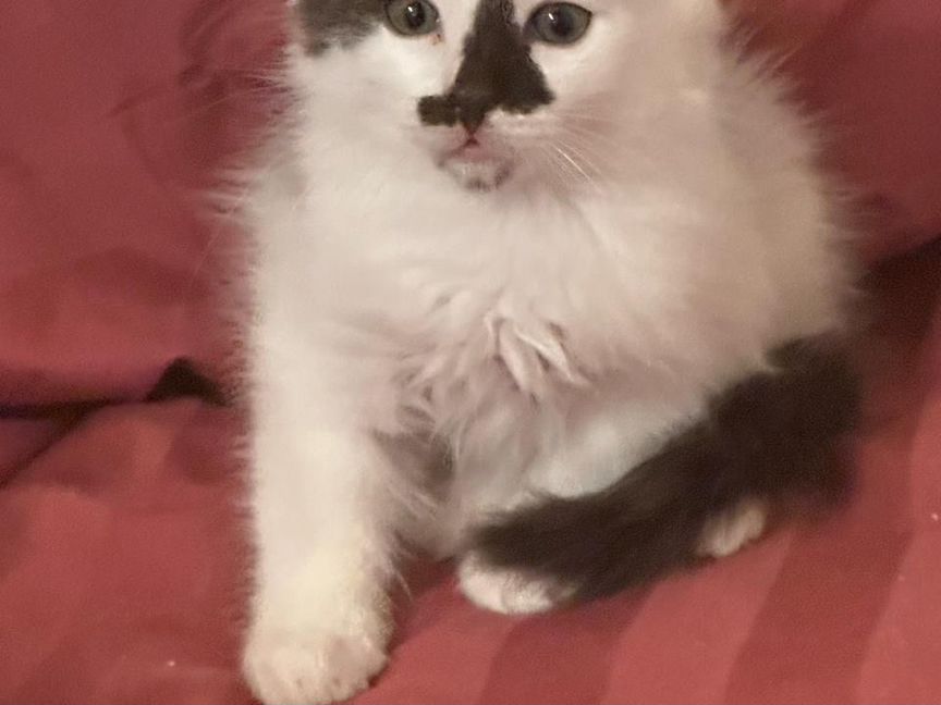 Котенок мальчик