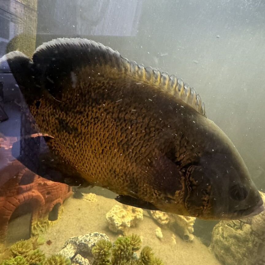 Рыба астронотус