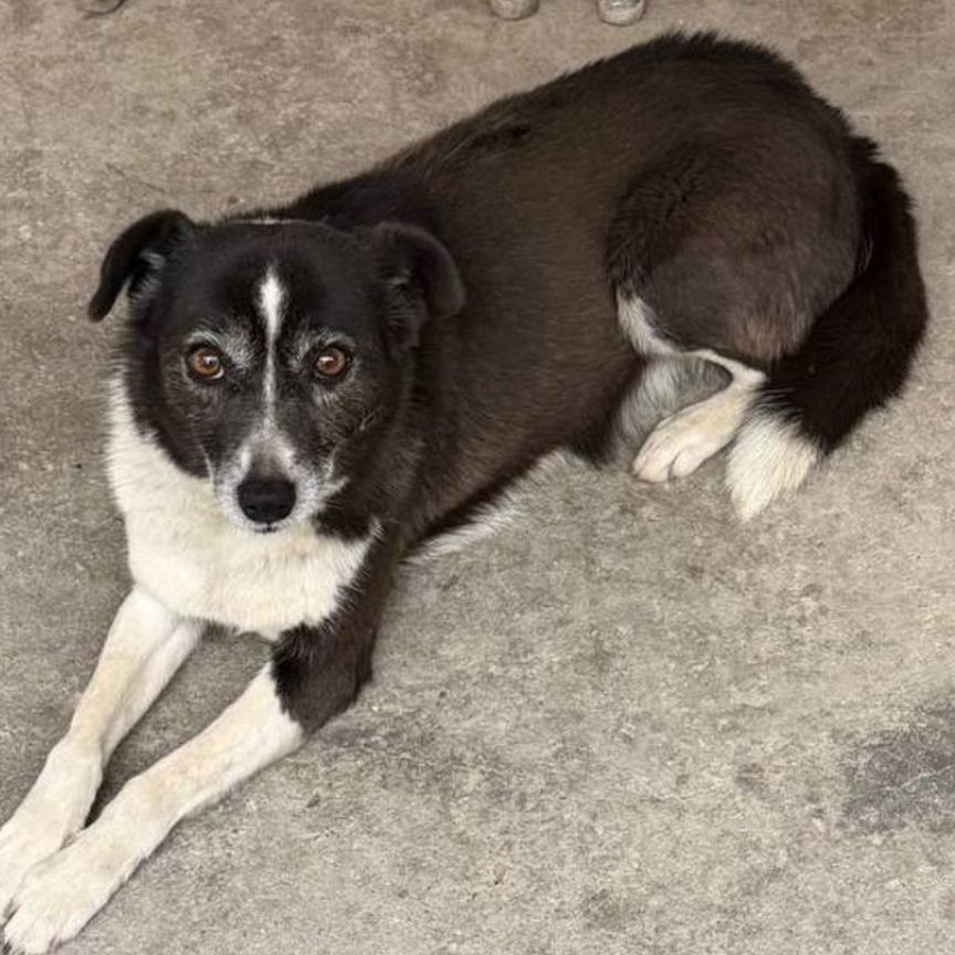 Взрослая собака в добрые руки