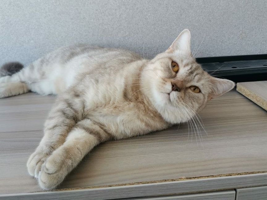 Кошка