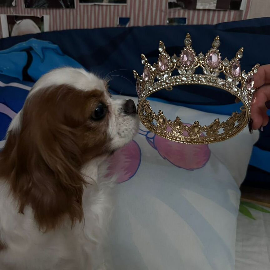 Кавалер кинг чарльз спаниель вязка