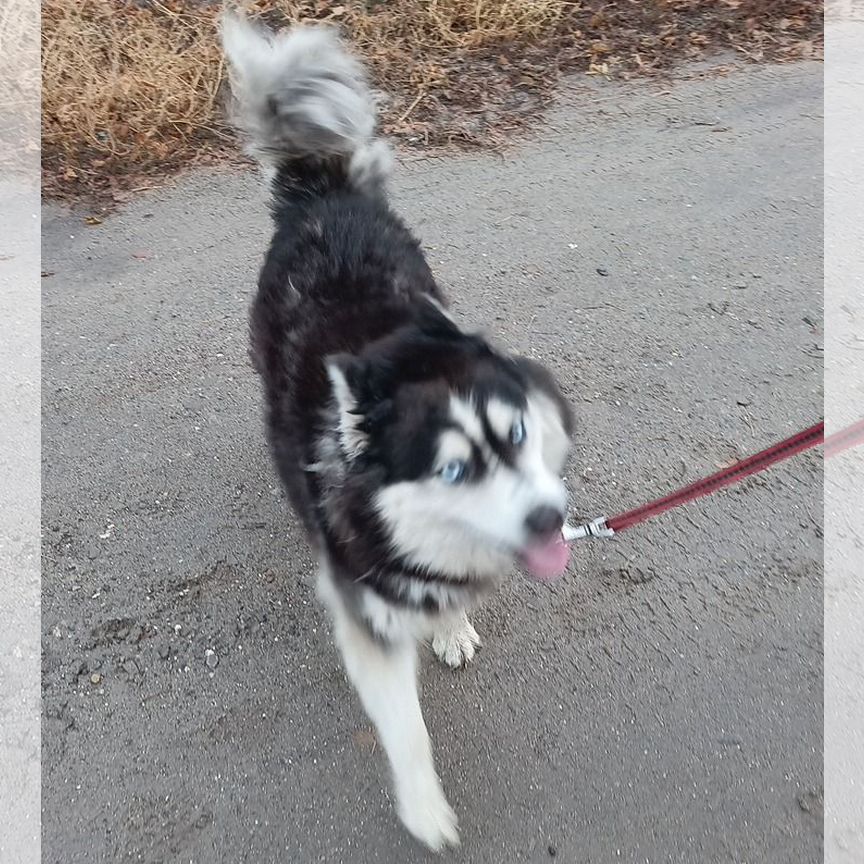 Сибирский хаски, взрослая собака