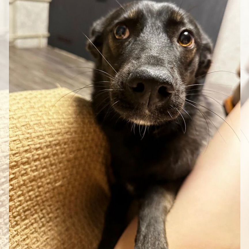 Взрослая собака в добрые руки