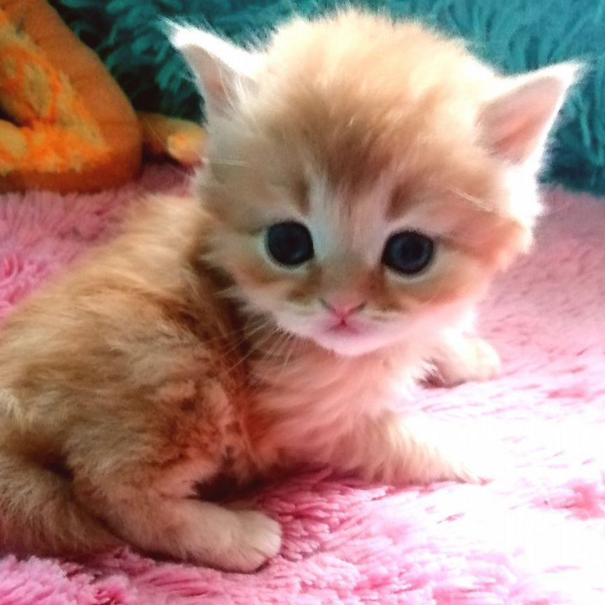 Шотландские котята хайленд