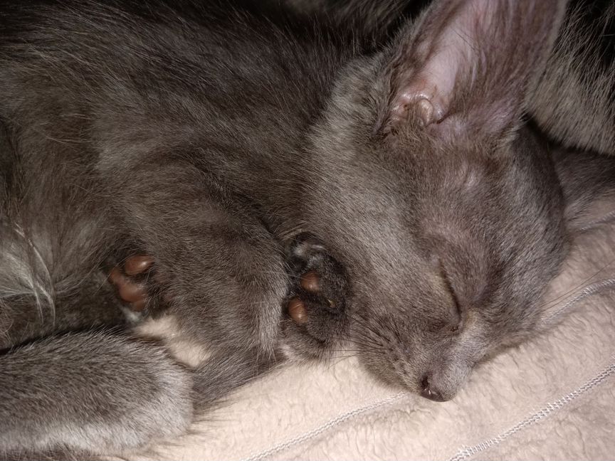 Котик, 2 месяца