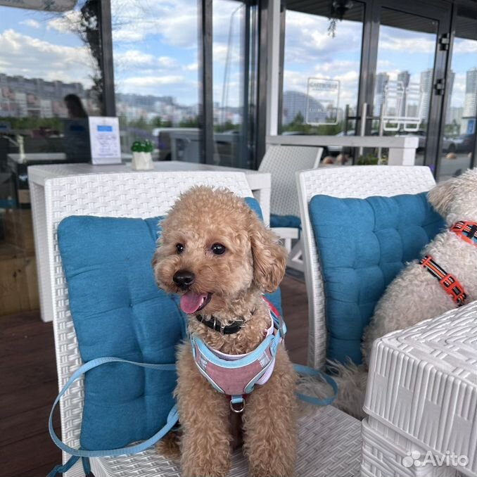 Той-пудель приглашает на вязку милых дам