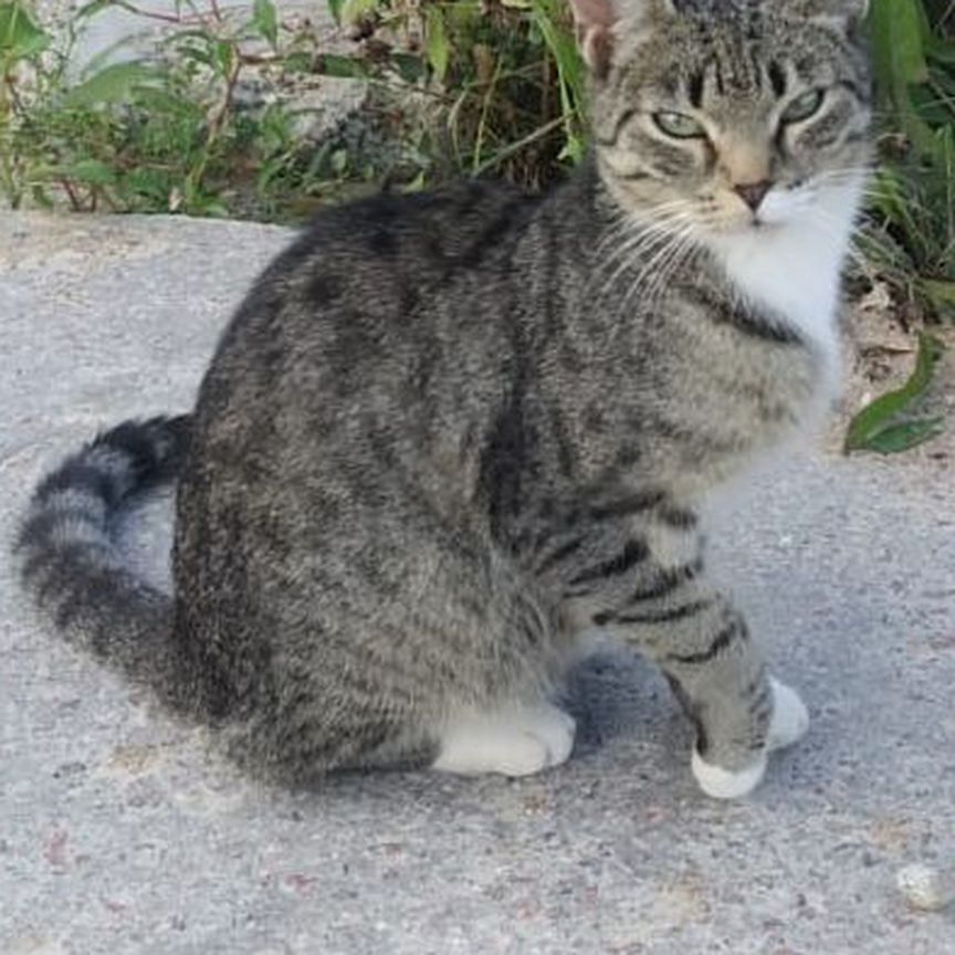 Взрослая кошка в добрые руки