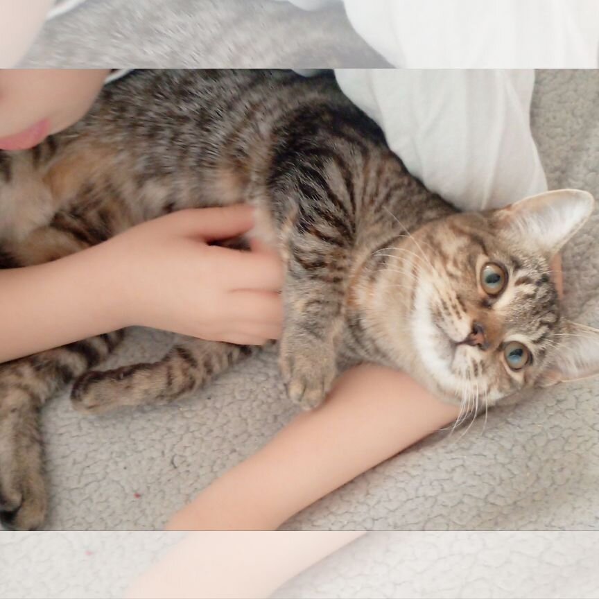 Котёнок в добрые руки