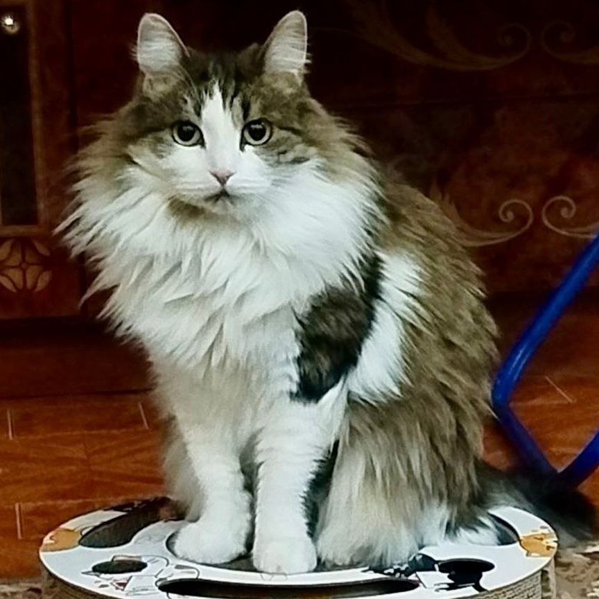 Сибирская, взрослая кошка