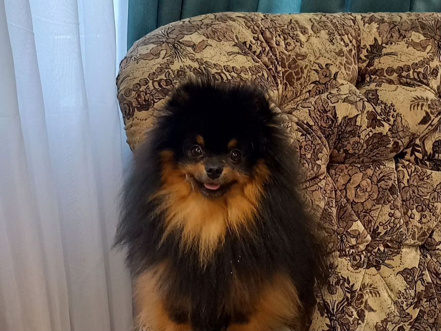 Цверг шпиц, кобель для вязки