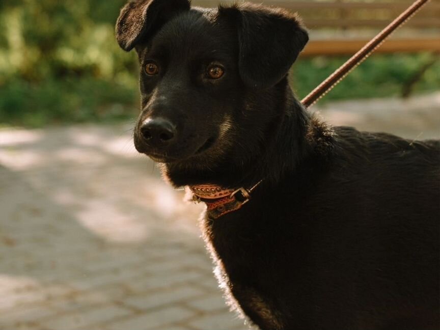 Черри: молодая послушная собака из приюта