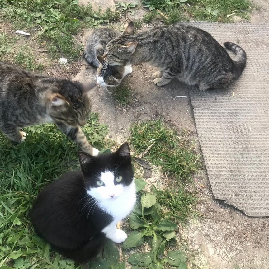 Котята в добрые руки