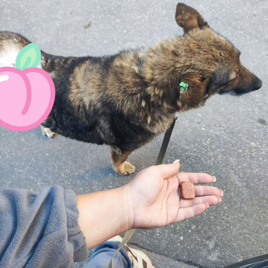 Собаке с опухолью нужен дом