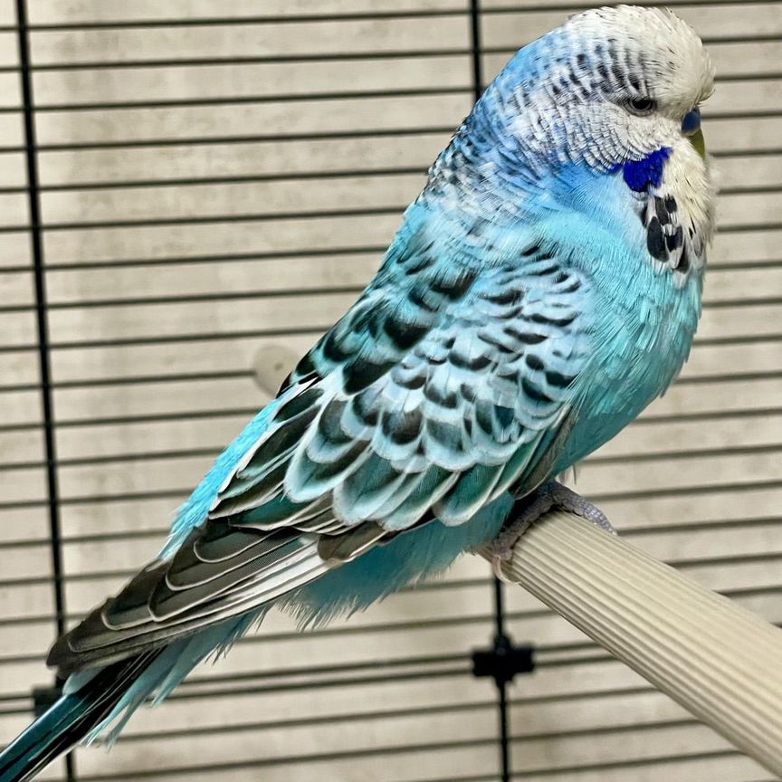 Волнистый попугай ввп чех самец