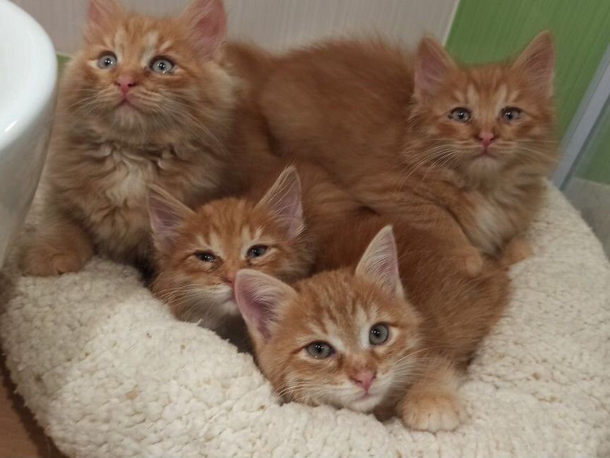 Котята - золото подвальной нации