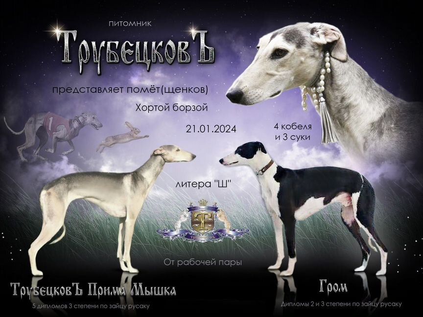 Хортая борзая, щенок, возраст 3 месяца