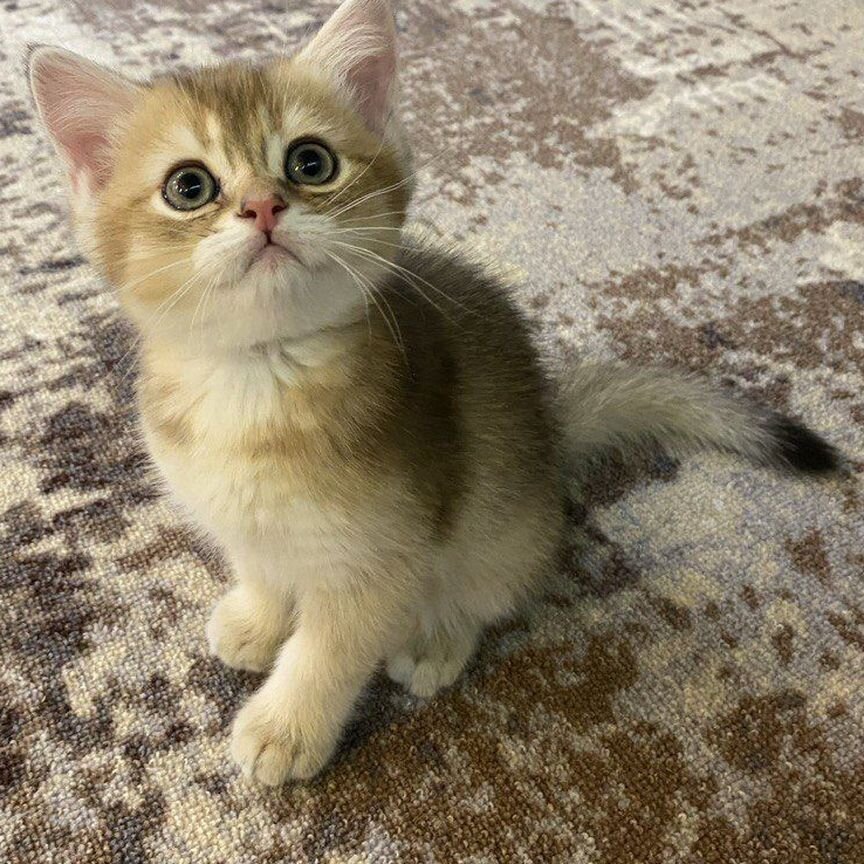 Британский короткошёрстный котёнок