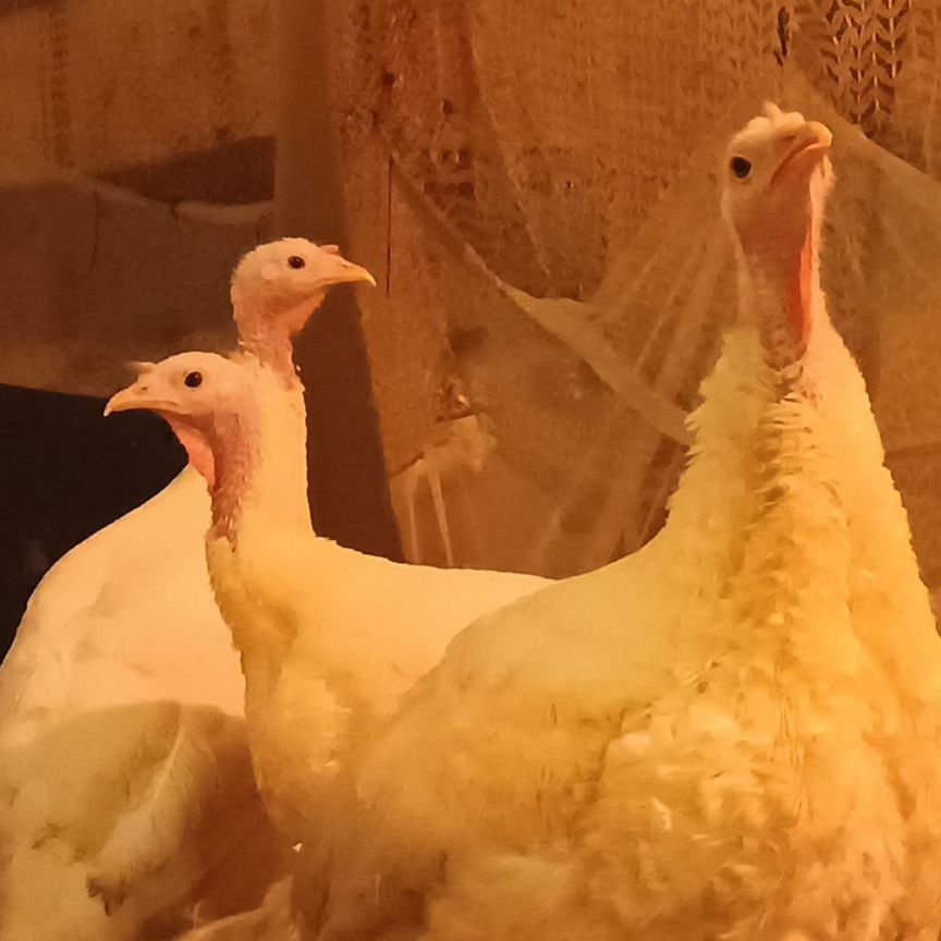 Индейка на племя