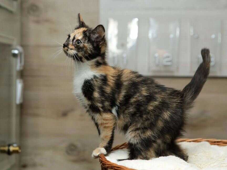 Кошка 2- 2,5 мес