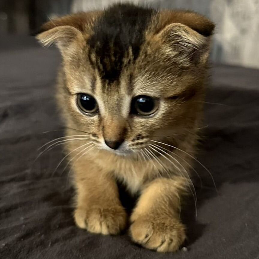 Шотландский котенок