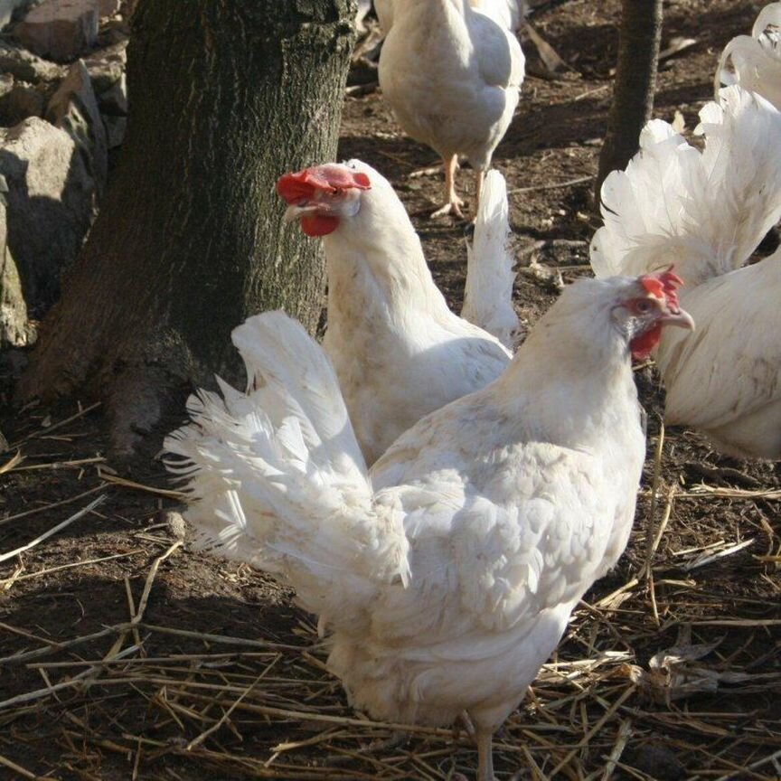 Куры несушки домашние