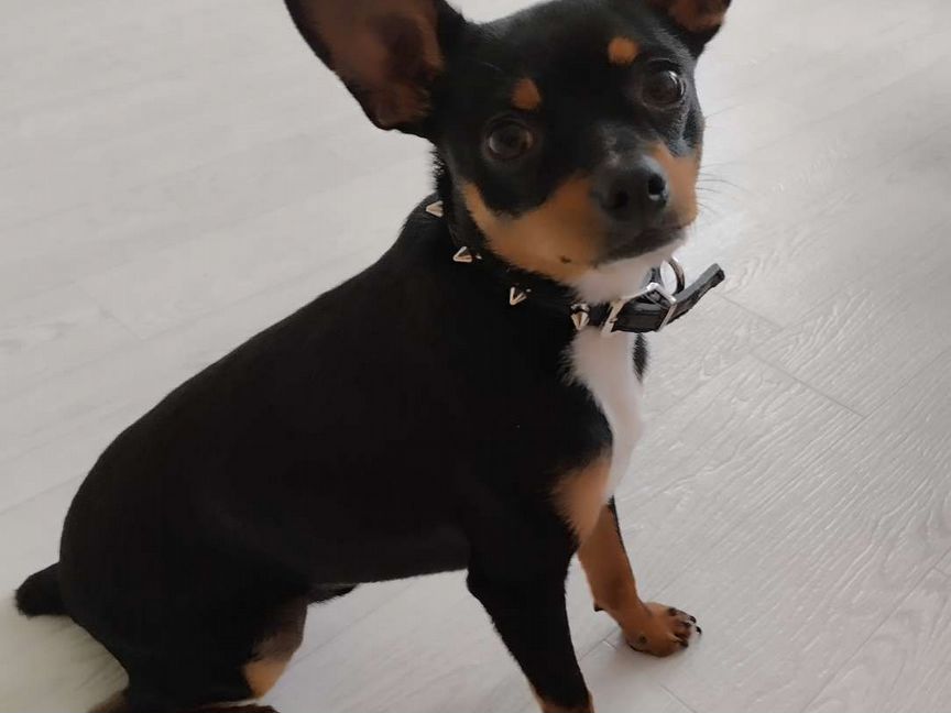 Мини той-терьер вязка