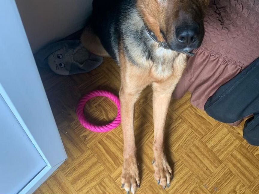 Немецкая овчарка