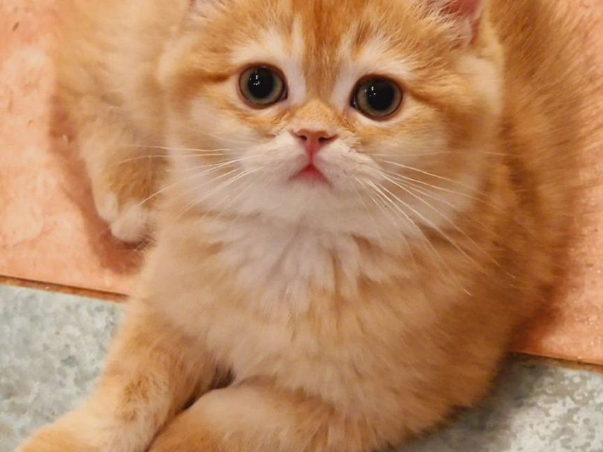 Золотой шоколадный мальчик