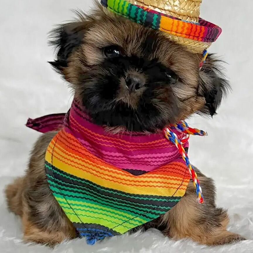 Ши-тцу, щенок