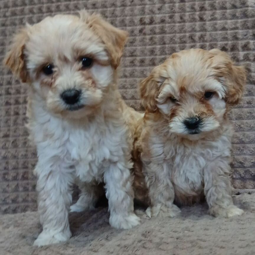 Мальтипу, щенок