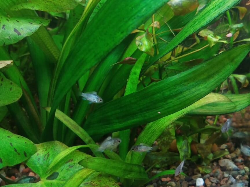 Нанокара электрик блю