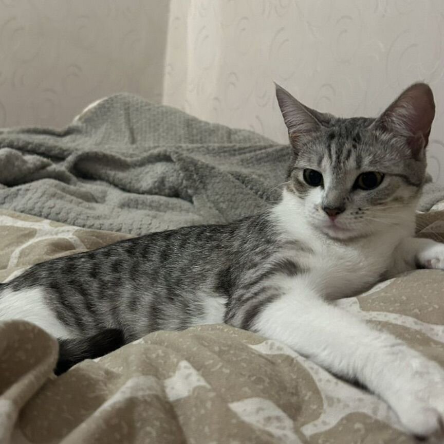 Отдам в добрые руки