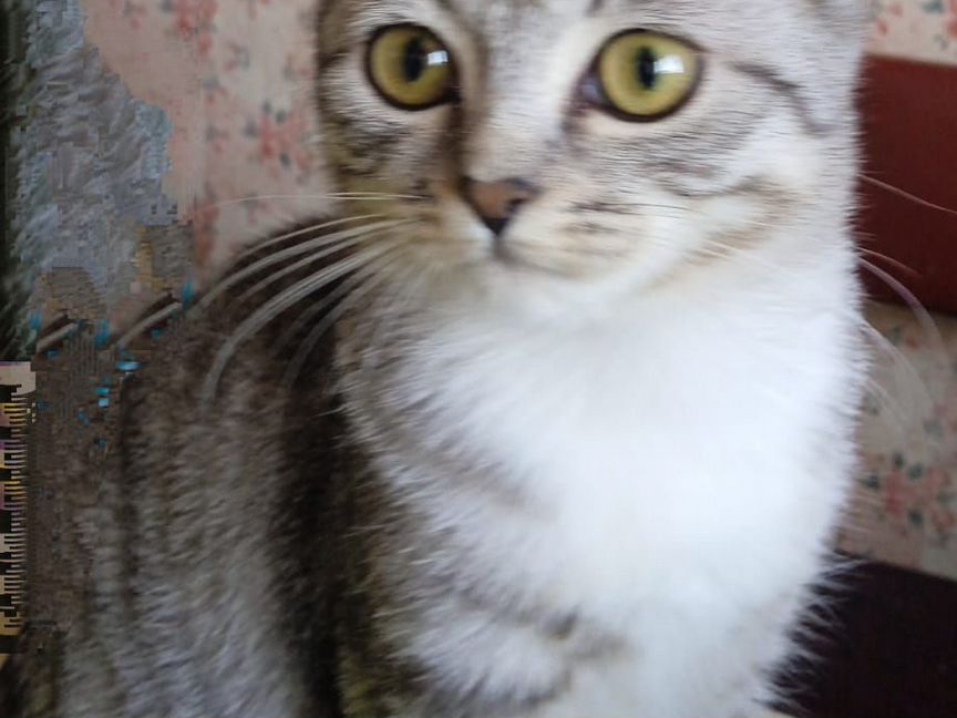 Кошечка 5 месяцев в добрые руки