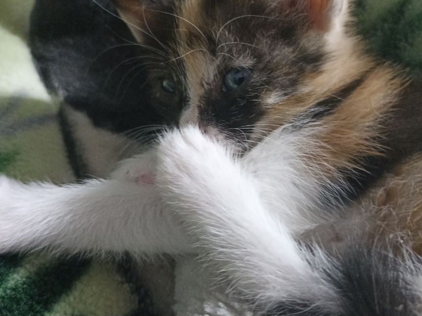 Котята в дар дворянины с папой а Кошка в дар