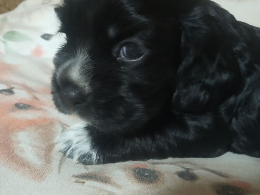 Щенки английского кокер спаниеля