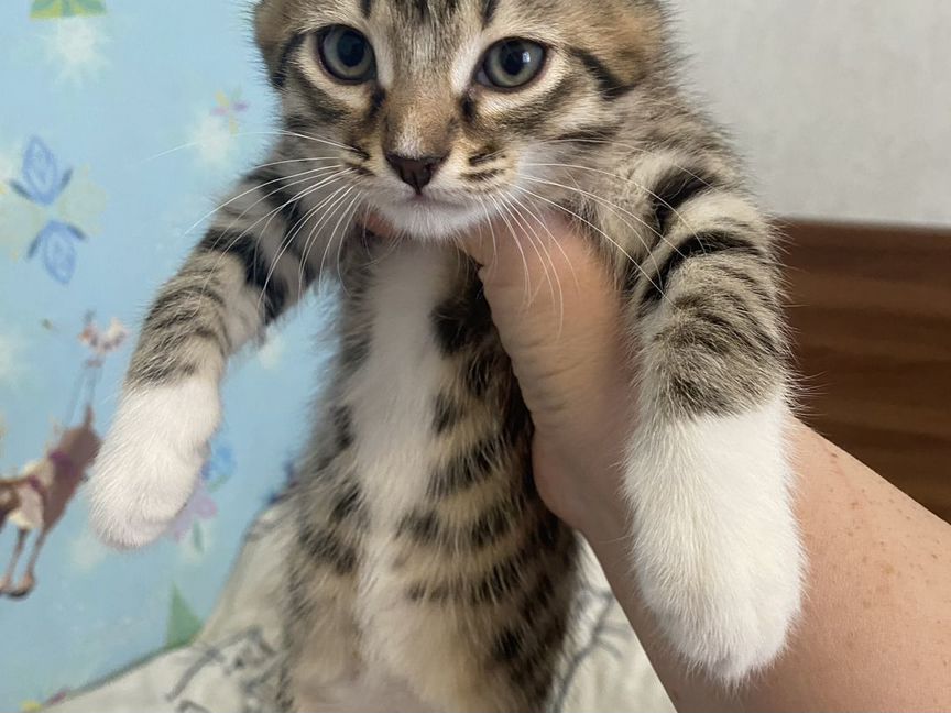 Котята мальчики ищут хороших хозяев