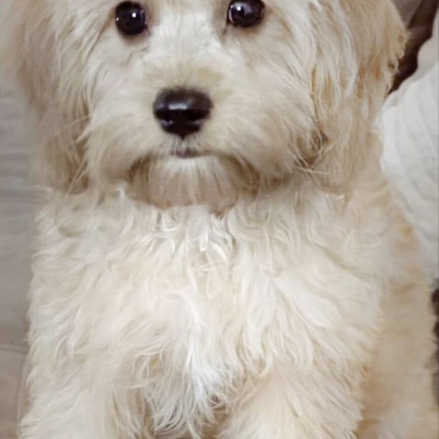 Щенки мальтипу