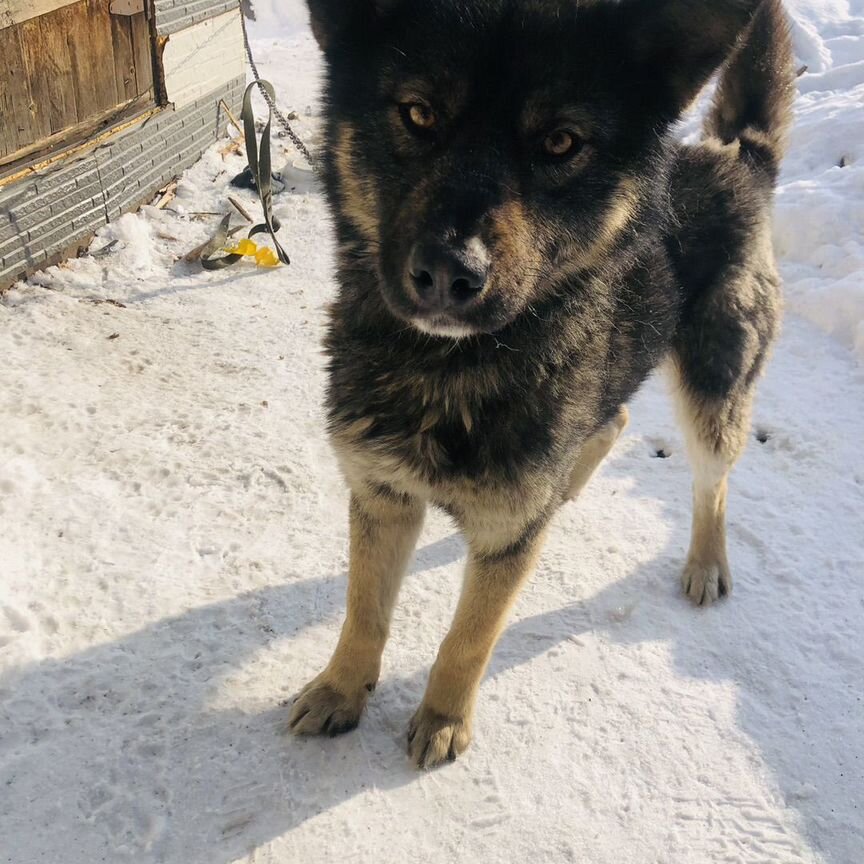 Кобель 6 месяцев в добрые волкособ папа