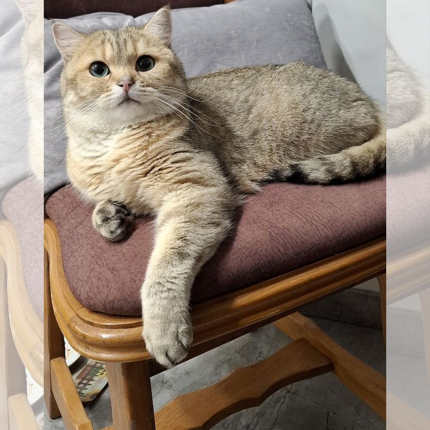 Британский короткошёрстный кот, взрослый