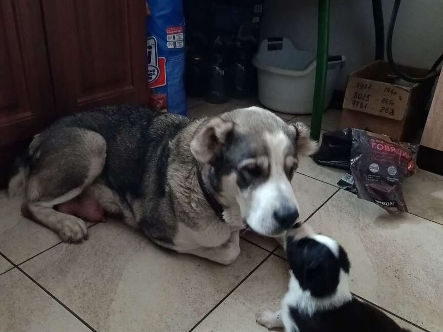 Среднеазиатская овчарка Алабай щенки, вязка