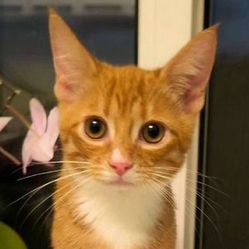 Рыжулькин симпапулькин в добрые руки