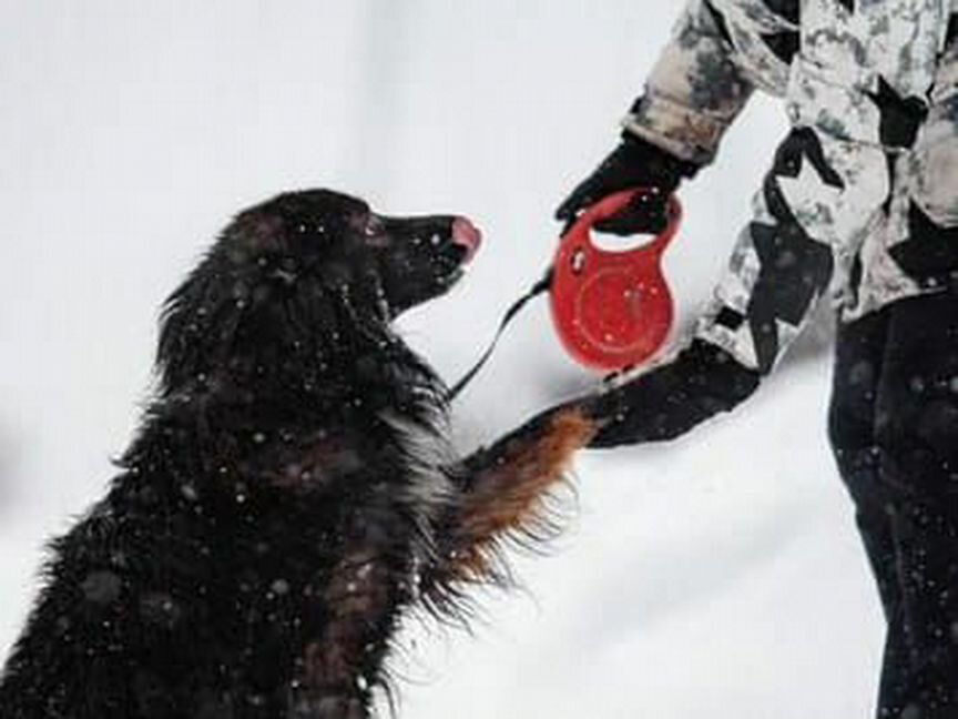 Ванечка в добрые руки